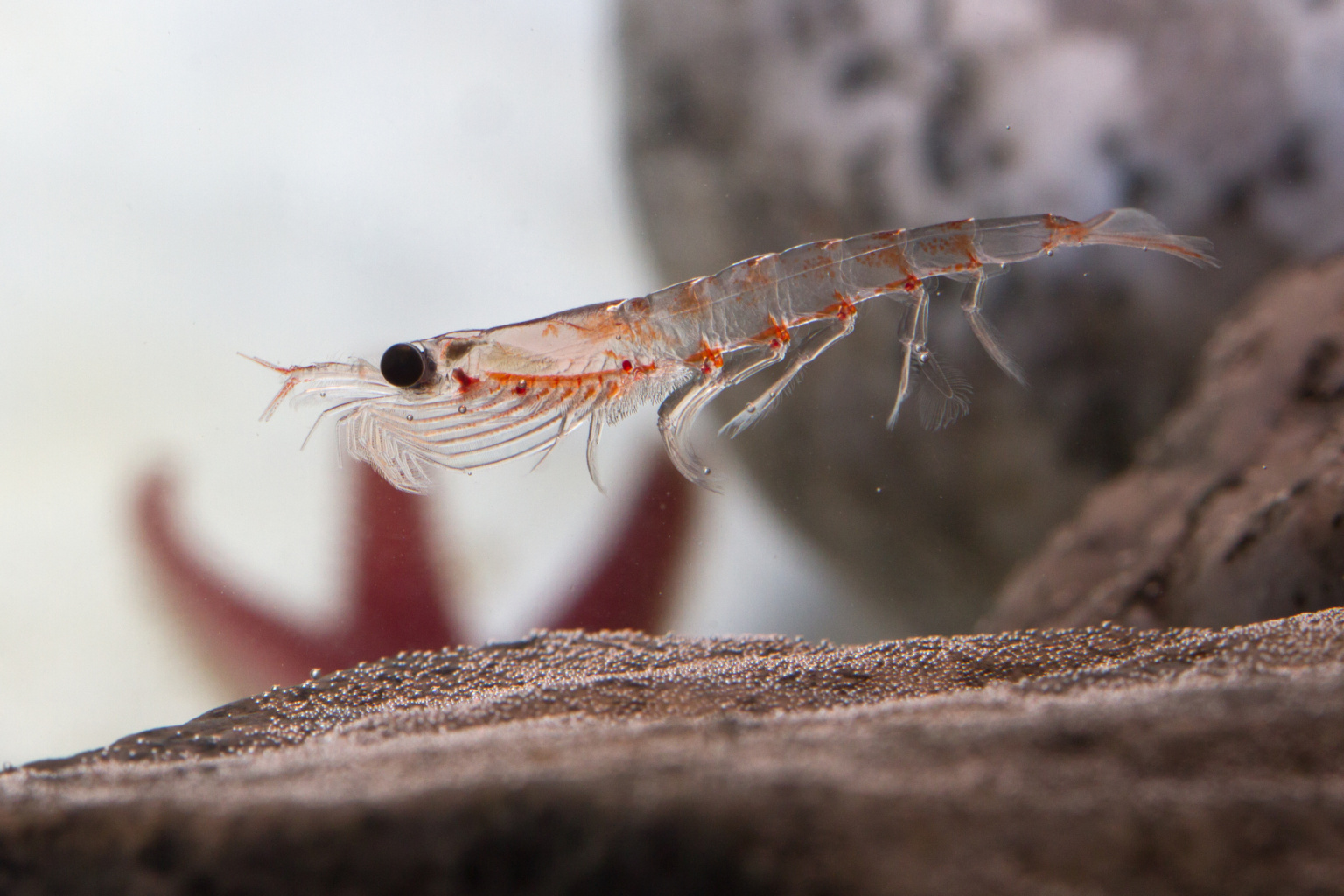 Predicting Antarctic Krill distribution in the Southern Ocean – SINTEF Blog