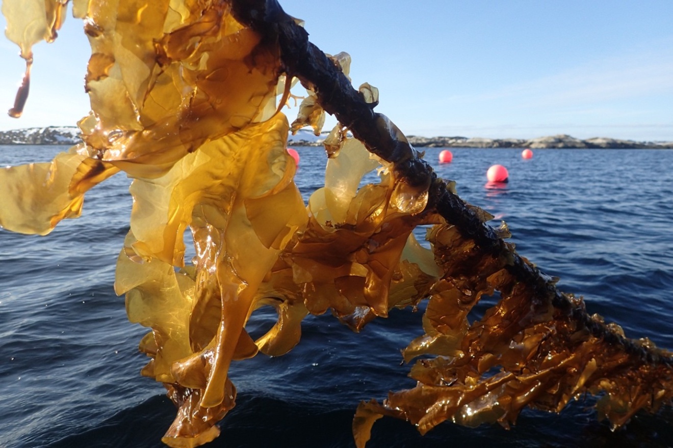 Cultivated kelp and blue carbon – hype or opportunity? – SINTEF Blog